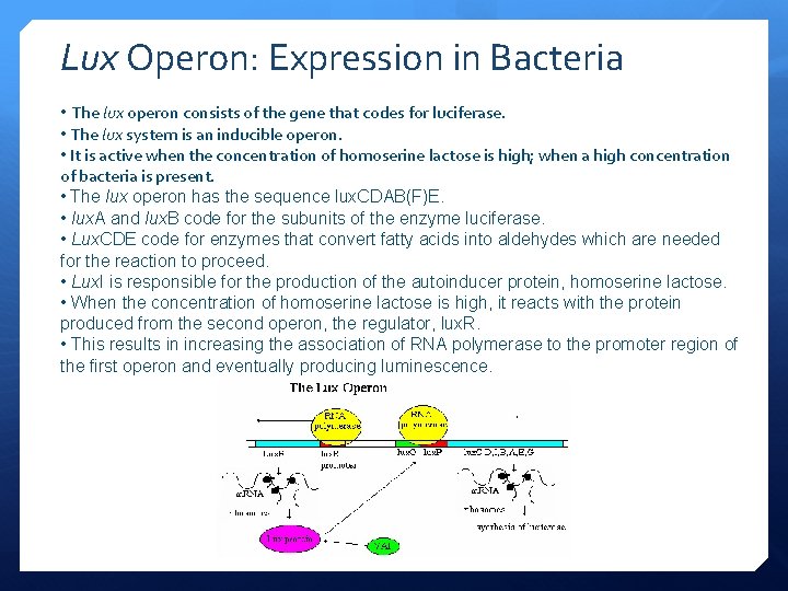 Bioluminescence Sample Presentation General Power Point Formatting Example
