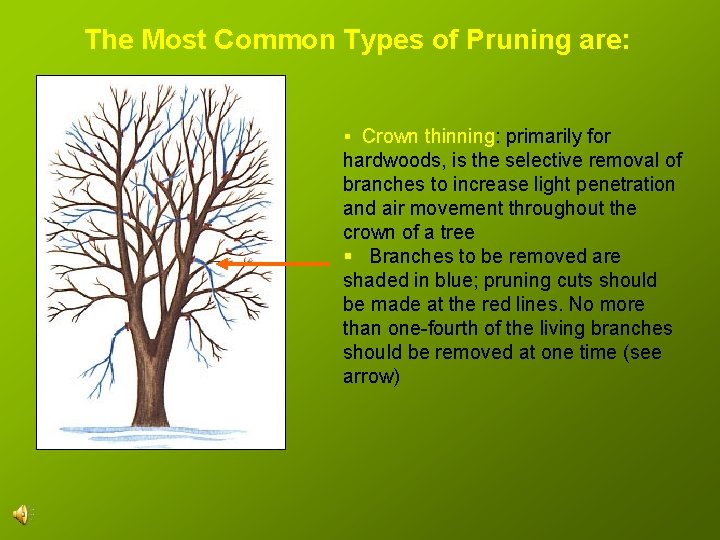Tree Pruning Horticultural pruning for your trees By
