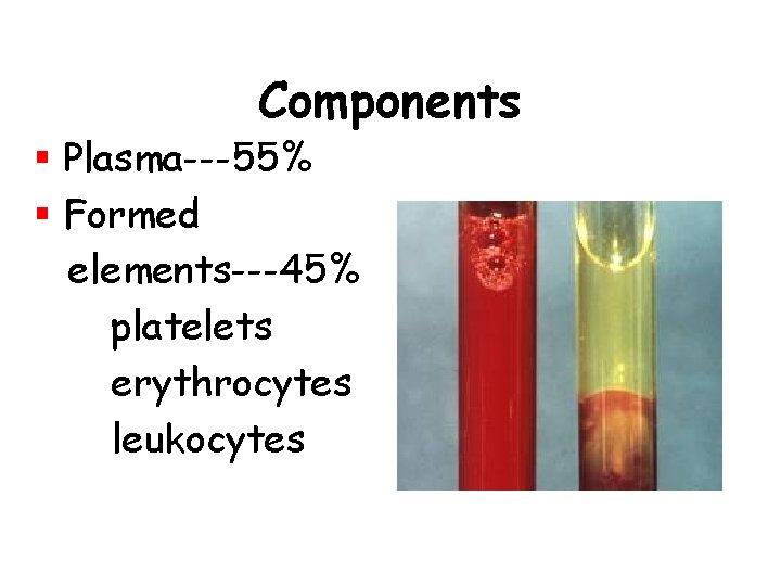 The Cardiovascular System Blood Chapter 10 Journey into