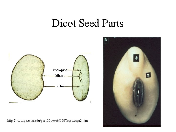 Anatomy of the Seed Topic 2023 Mr Christensen