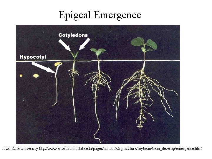 Anatomy of the Seed Topic 2023 Mr Christensen