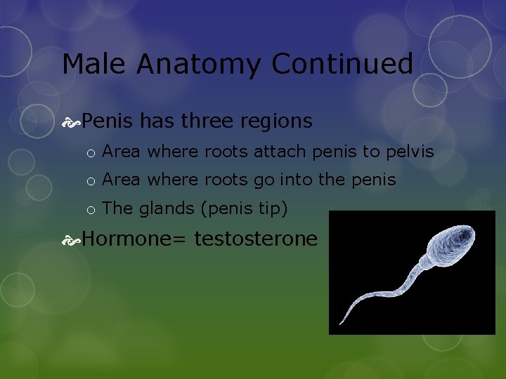 Chapter 8 Reproductive System Sara Kramer William Huber