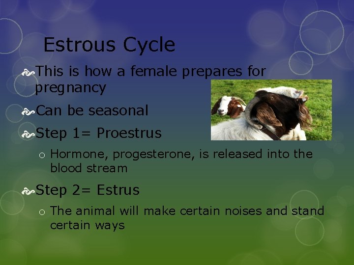 Chapter 8 Reproductive System Sara Kramer William Huber