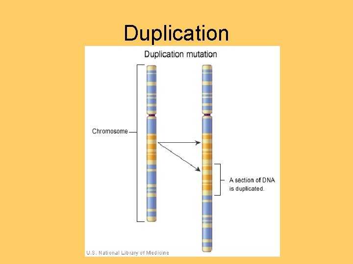 Evolution An overview DNA is made up of