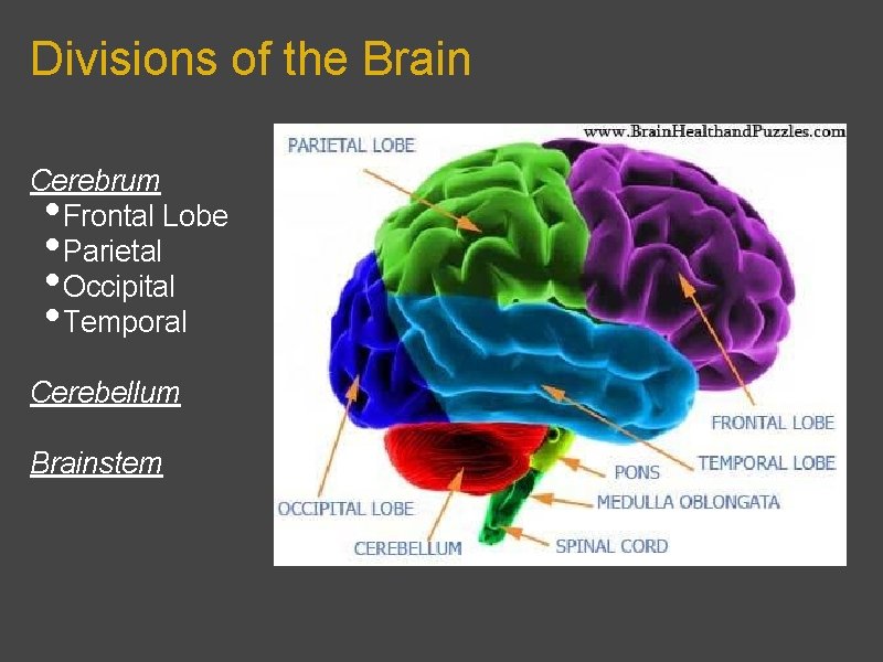 The Human Brain General Information about the Brain