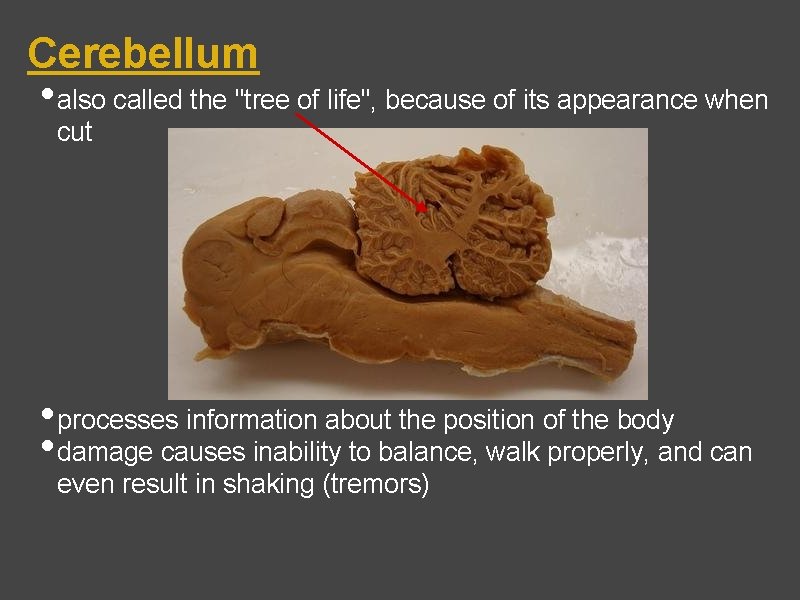 The Human Brain General Information about the Brain