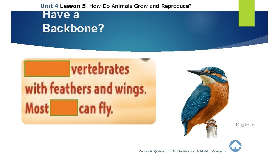 Unit 4 Lesson 5 How Do Animals Grow