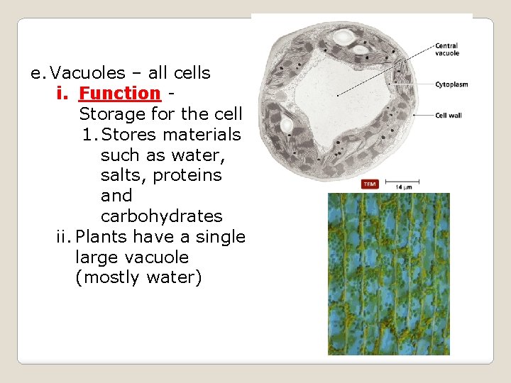Cell structure Lecture 2 A Cell Membrane all