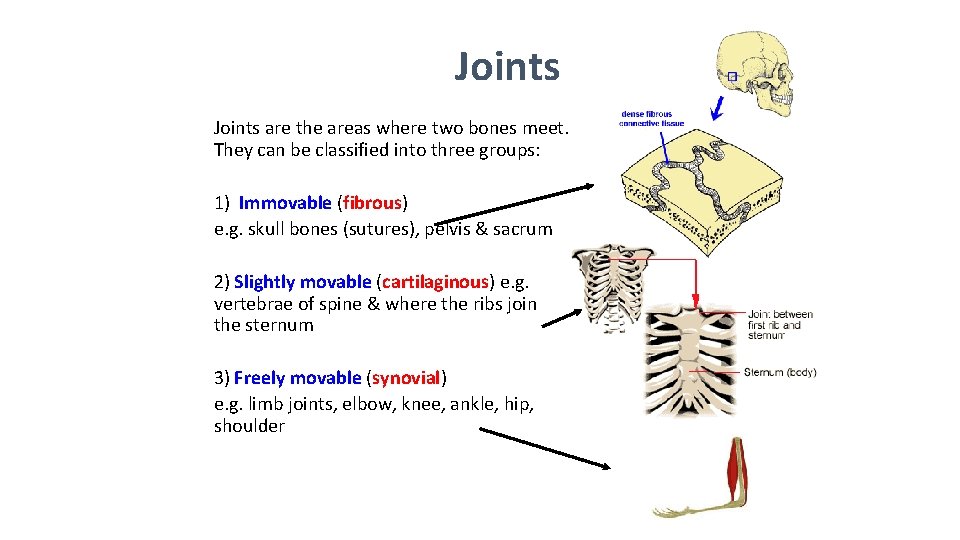 Joints are the areas where two bones meet