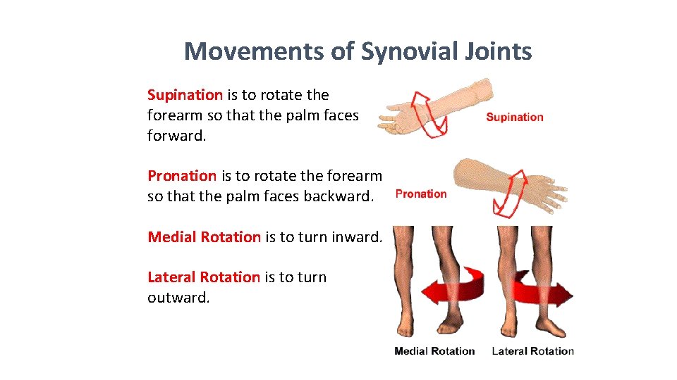 Joints are the areas where two bones meet