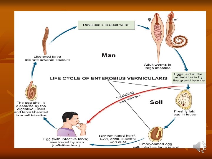 Enterobius Vermicularis Pinworm Or Oxyuris Disease Entrobiasis pinworm
