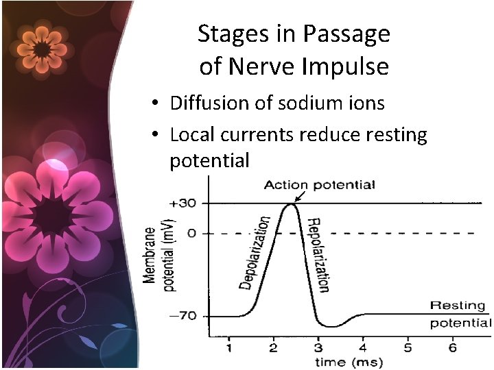 Nerve Impulses Resting Potentials Electrical potential across plasma