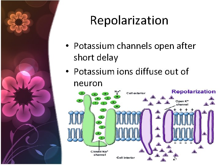 Nerve Impulses Resting Potentials Electrical potential across plasma