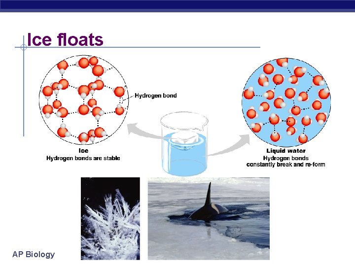 Chemistry of Life Properties of Water AP Biology