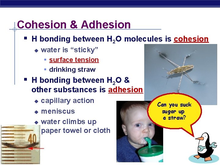 Chemistry of Life Properties of Water AP Biology