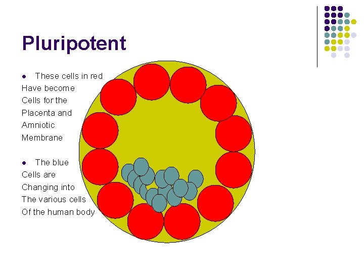 Cell division and embryonic stem cells l Egg