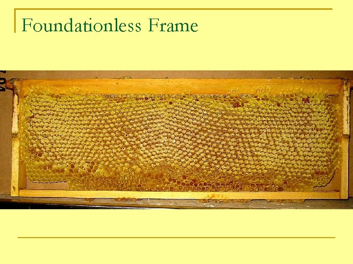 How and Why do Foundationless Beekeeping By Michael