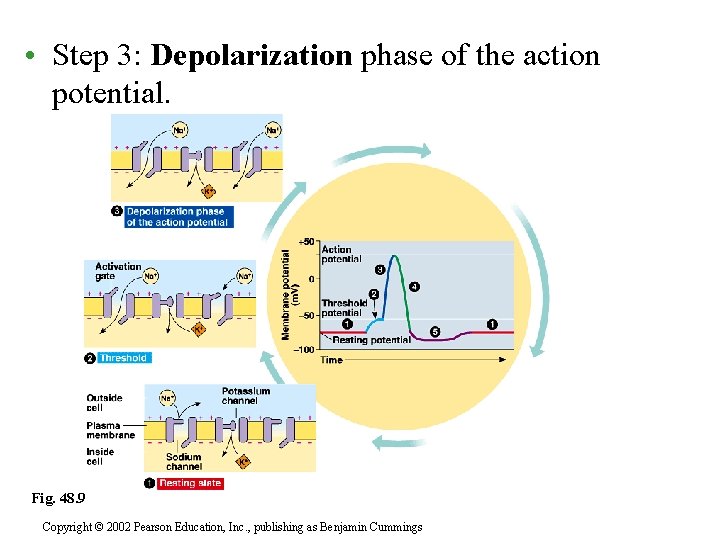 Biology and Behavior Neuron Individual nerve cell Soma