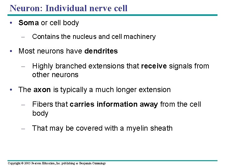 Biology and Behavior Neuron Individual nerve cell Soma