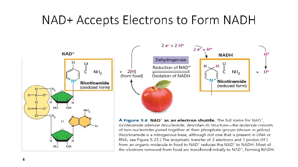 Chapter 7 Cellular Respiration Notes Metabolism Crash Course
