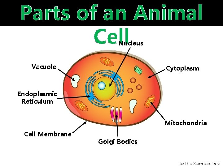 Plant and Animal Cells The Science Duo Cell