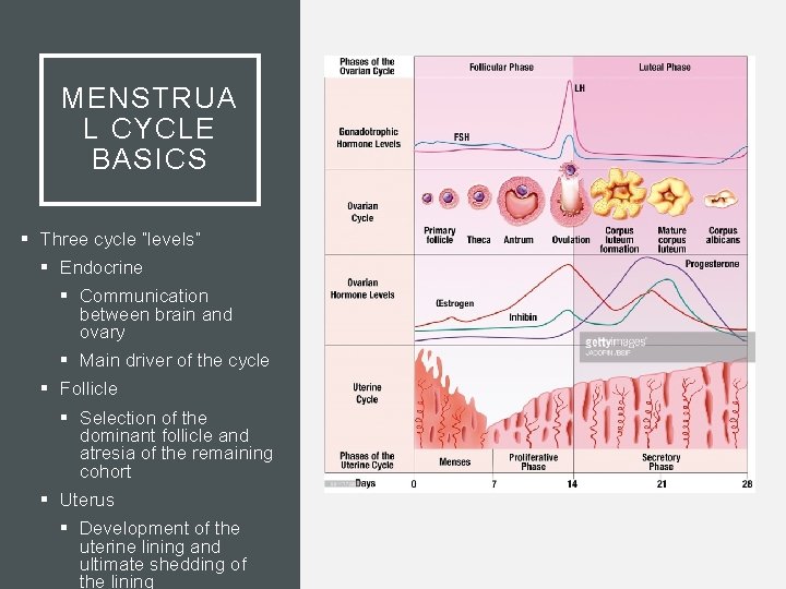 THE MENSTRUAL CYCLE Medical Curriculum Session II October