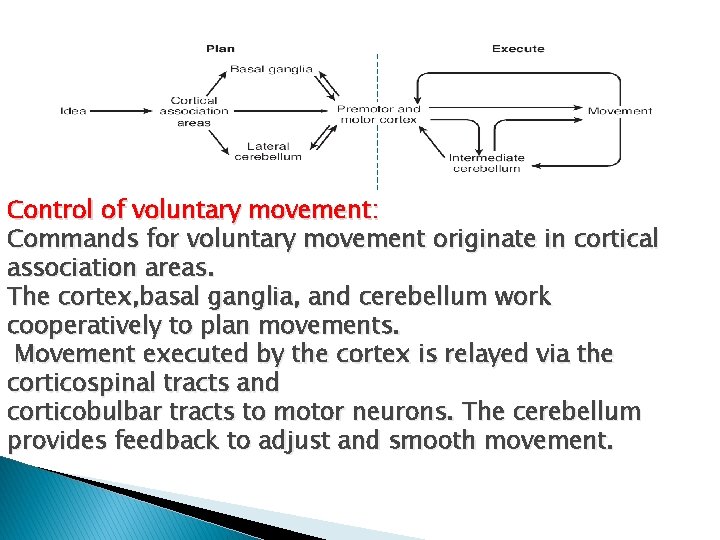 Physiology of Postural Reflexes Dr Abdulrahman Alhowikan Collage