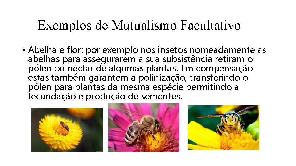 Mutualismo Introduo Neste trabalho pretendemos falar das diferentes
