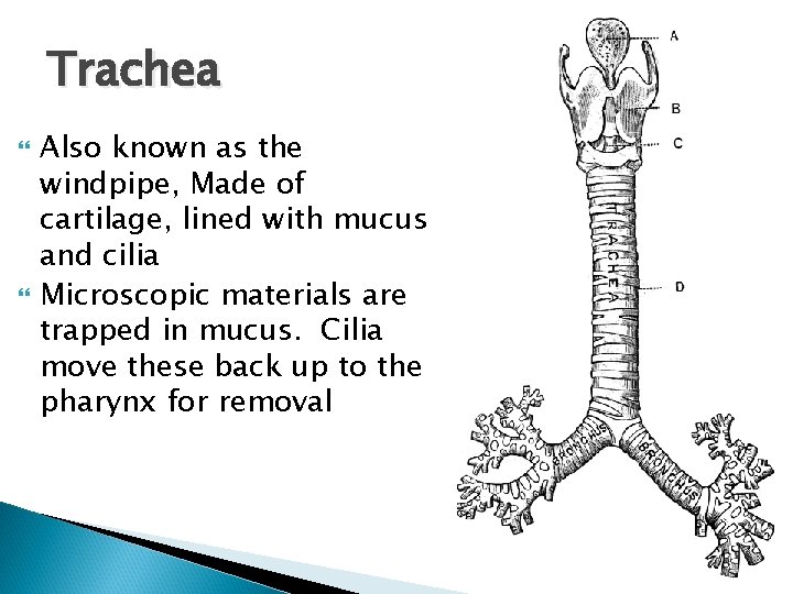 Respiration And the respiratory system Respiration Occurs when