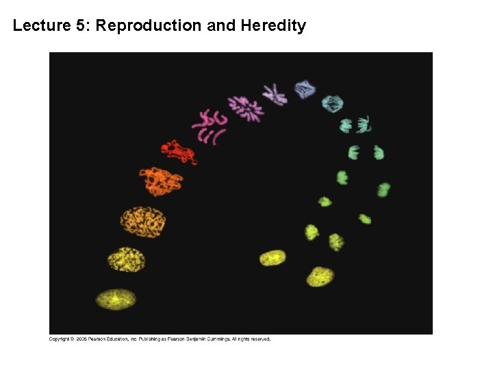 Lecture 5 Reproduction and Heredity I REPRODUCTION A