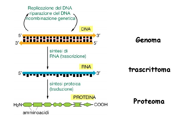 Genoma trascrittoma Proteoma Struttura e funzioni delle membrane