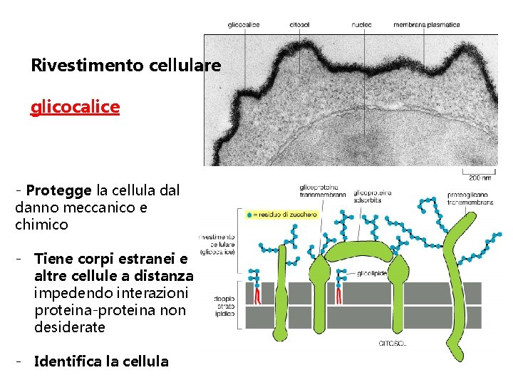 Genoma trascrittoma Proteoma Struttura e funzioni delle membrane