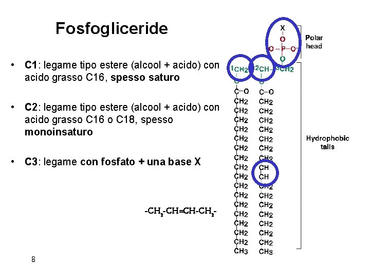 Genoma trascrittoma Proteoma Struttura e funzioni delle membrane
