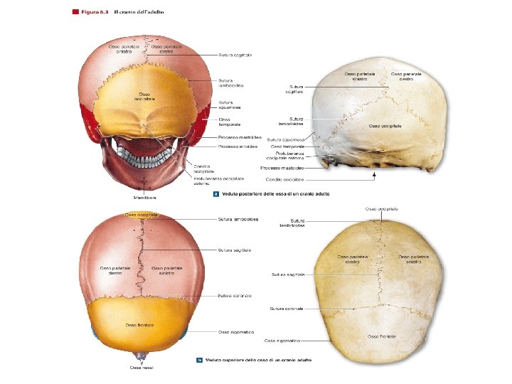 SCHELETRO DEL CRANIO SCHELETRICO DEL CRANIO VISIONE ANTERIORE