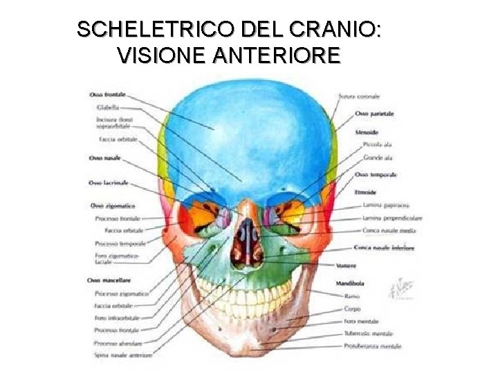 SCHELETRO DEL CRANIO SCHELETRICO DEL CRANIO VISIONE ANTERIORE