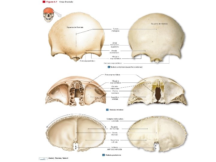 SCHELETRO DEL CRANIO SCHELETRICO DEL CRANIO VISIONE ANTERIORE