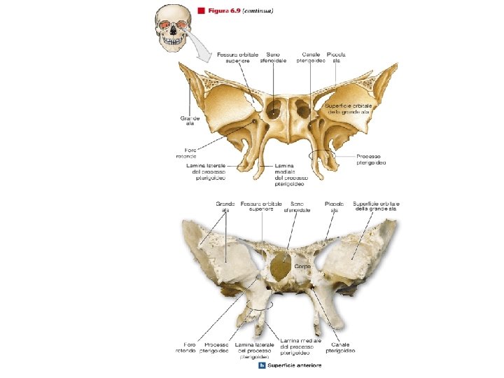 SCHELETRO DEL CRANIO SCHELETRICO DEL CRANIO VISIONE ANTERIORE