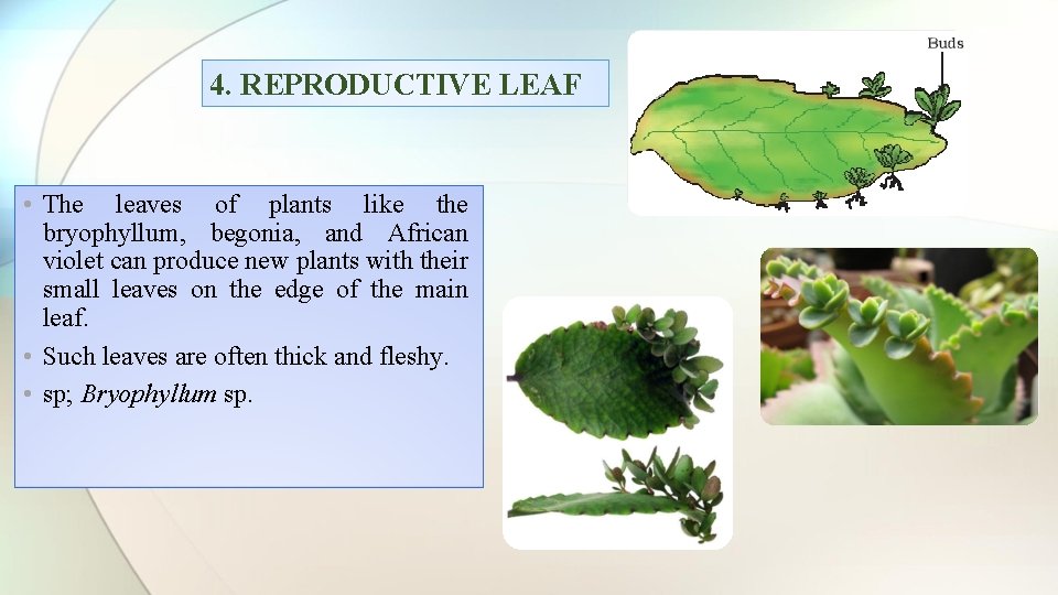 BIO 206 PLANT MORPHOLOGY LECTURE NOTES 9 th