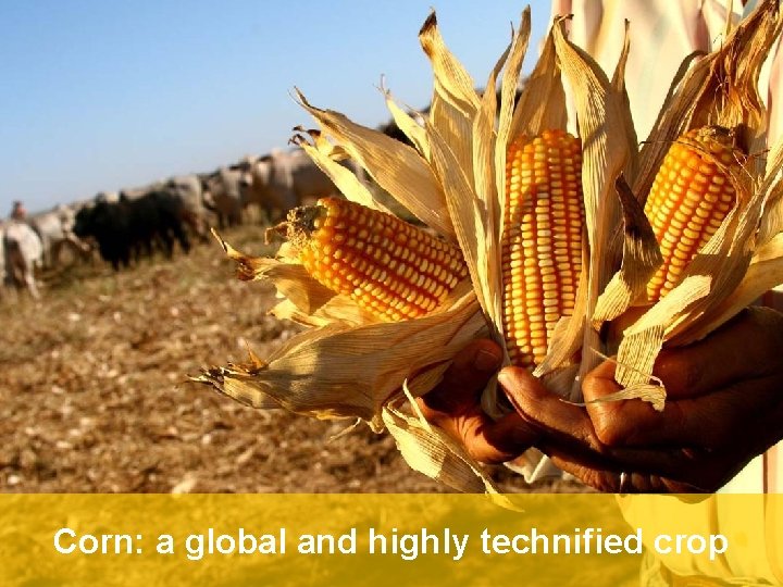 Syngentas contribution to the corn business in India