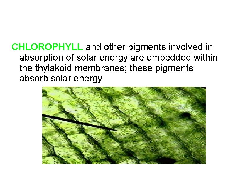 C9 2 Photosynthesis Photosynthesis process by which plants