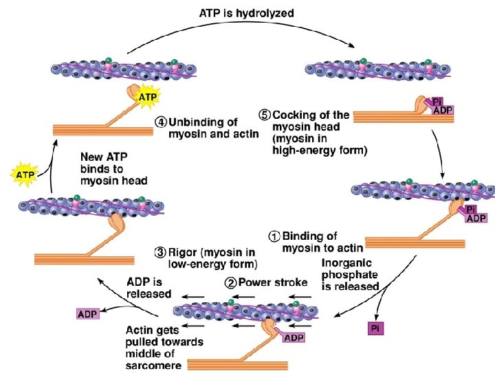 Mechanics and molecular basis of muscle contraction DR