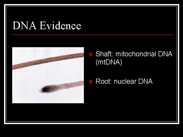 Hairs Trace Evidence Hair as Physical Evidence Class