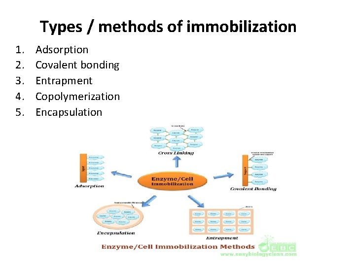 Enzyme and Cell Immobilization and its Applications Course