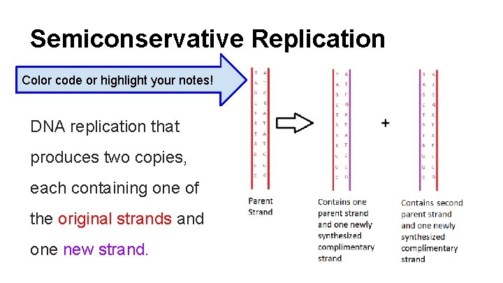 Semiconservative Replication Color code or highlight your notes