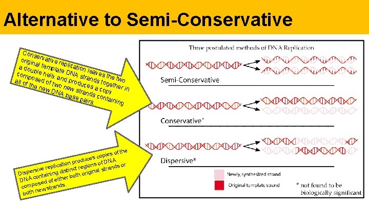 Semiconservative Replication Color code or highlight your notes