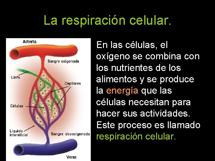 TEMA 11 NUTRICIN RESPIRACIN Y CIRCULACIN La respiracin