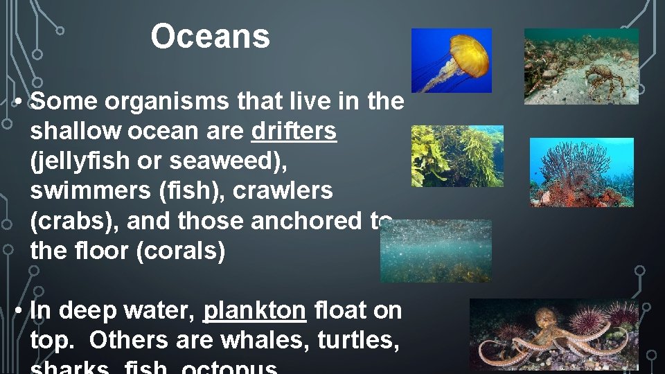 Aquatic Ecosystems 5 L 2 1 I can