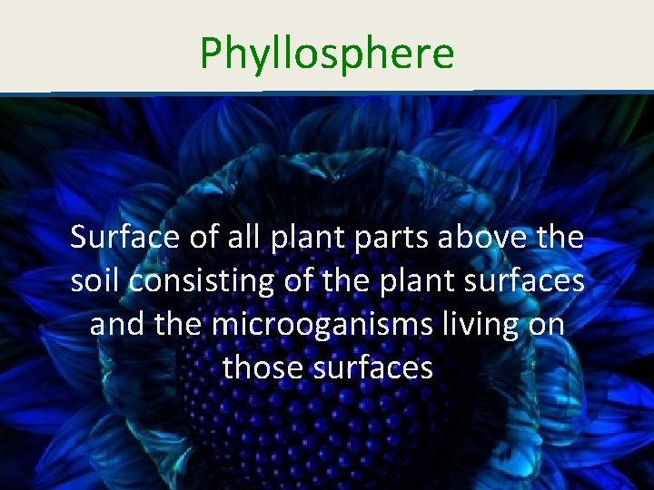 The Science Behind Holganix Holganix and Flowers By