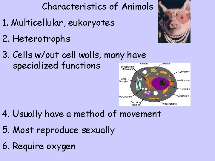 THE ANIMAL KINGDOM PPt 1 Overview of Characteristics