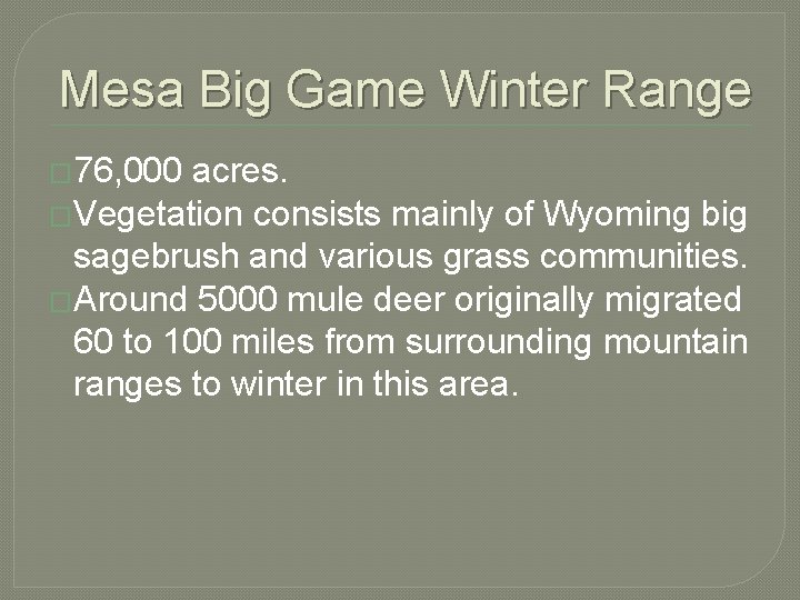 Mule Deer on the Mesa Big Game Winter